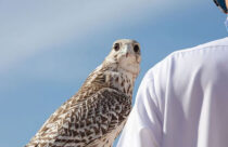 Israel: The Historic Exodus of Its Citizens - THE DESTINATION